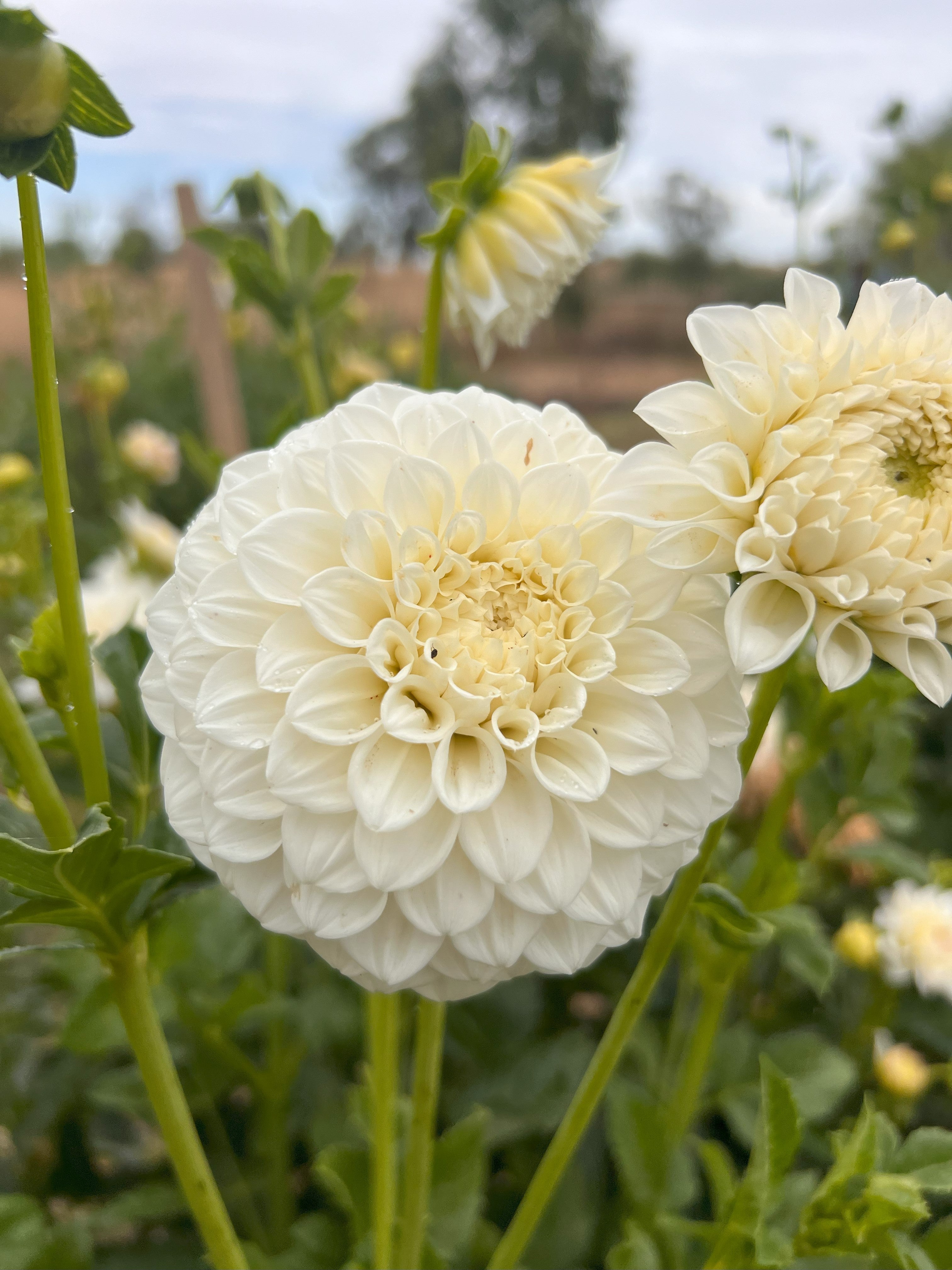 Boundary Snowflake – The Olde Creamery