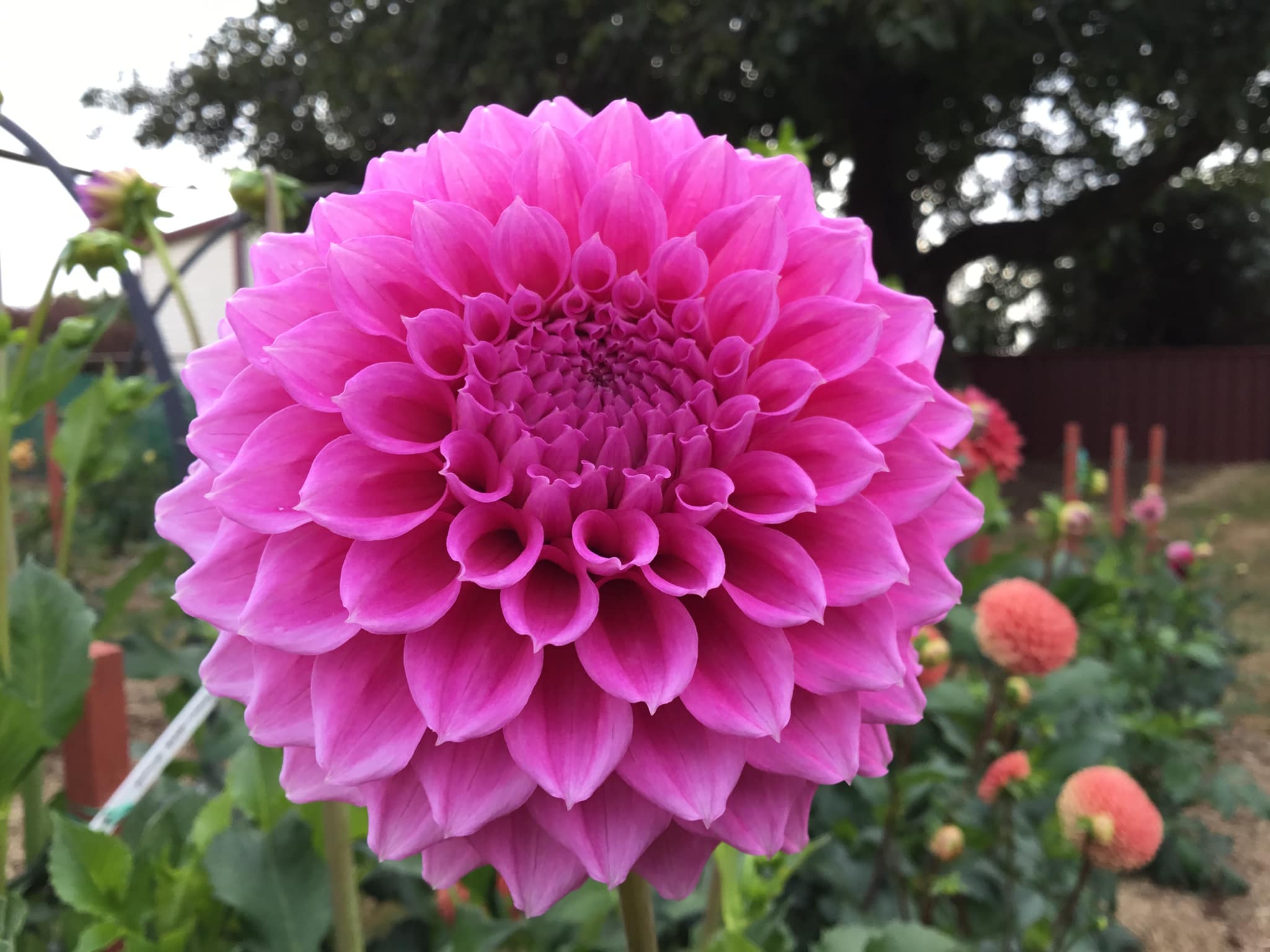 Bracken Rose (Aus version) - (Coming 2026) – The Olde Creamery
