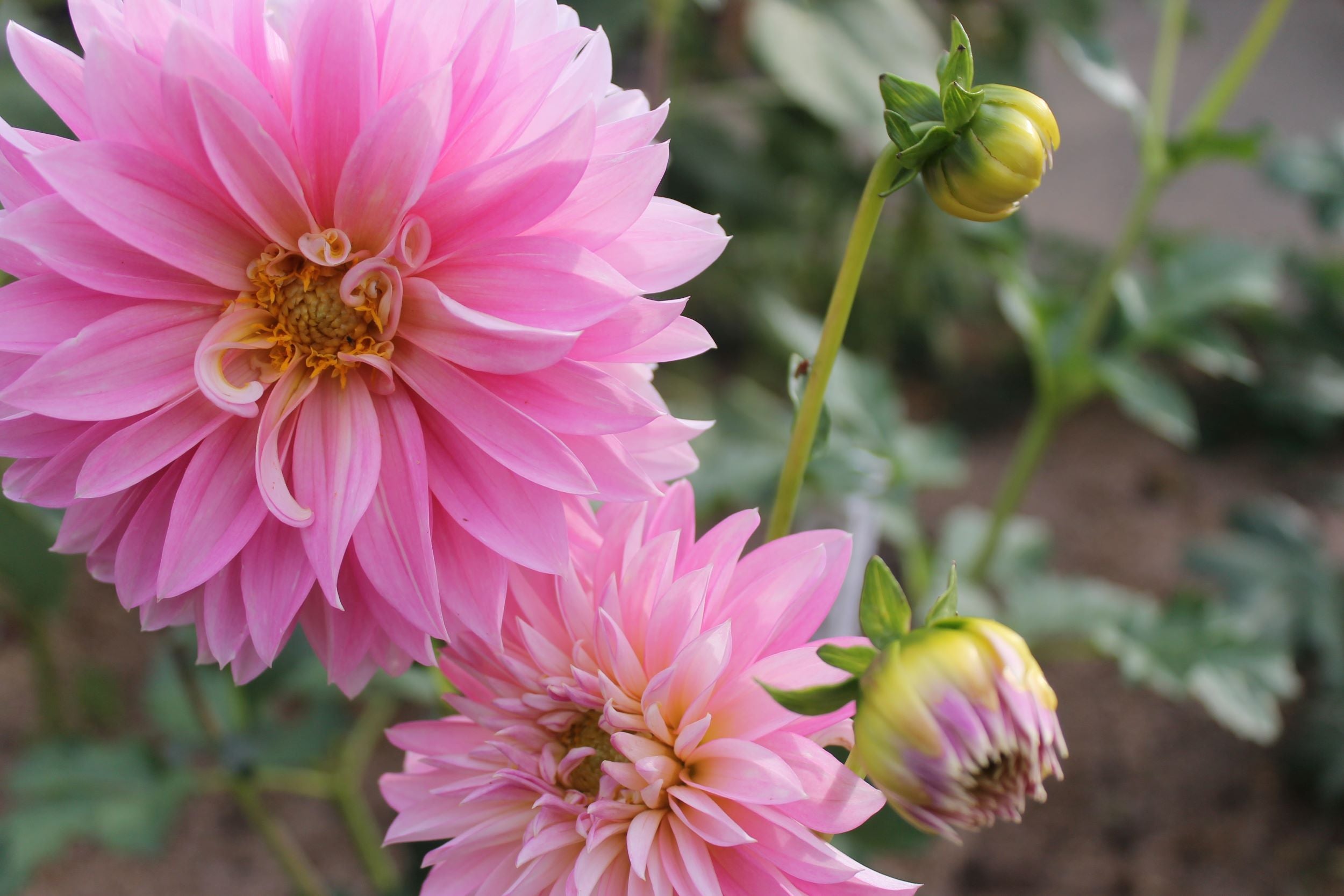 Alloway Candy – The Olde Creamery