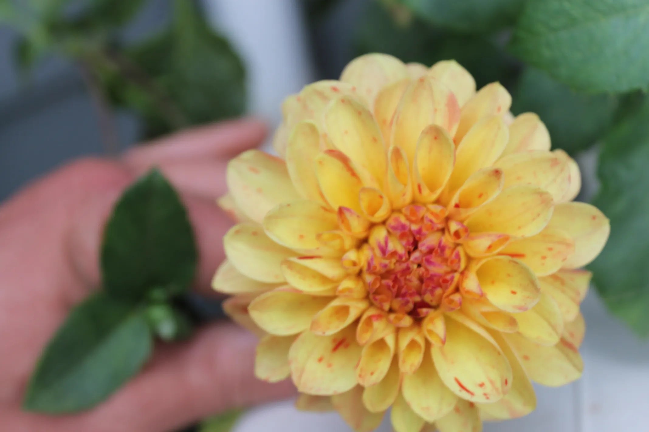 Candyman – The Olde Creamery