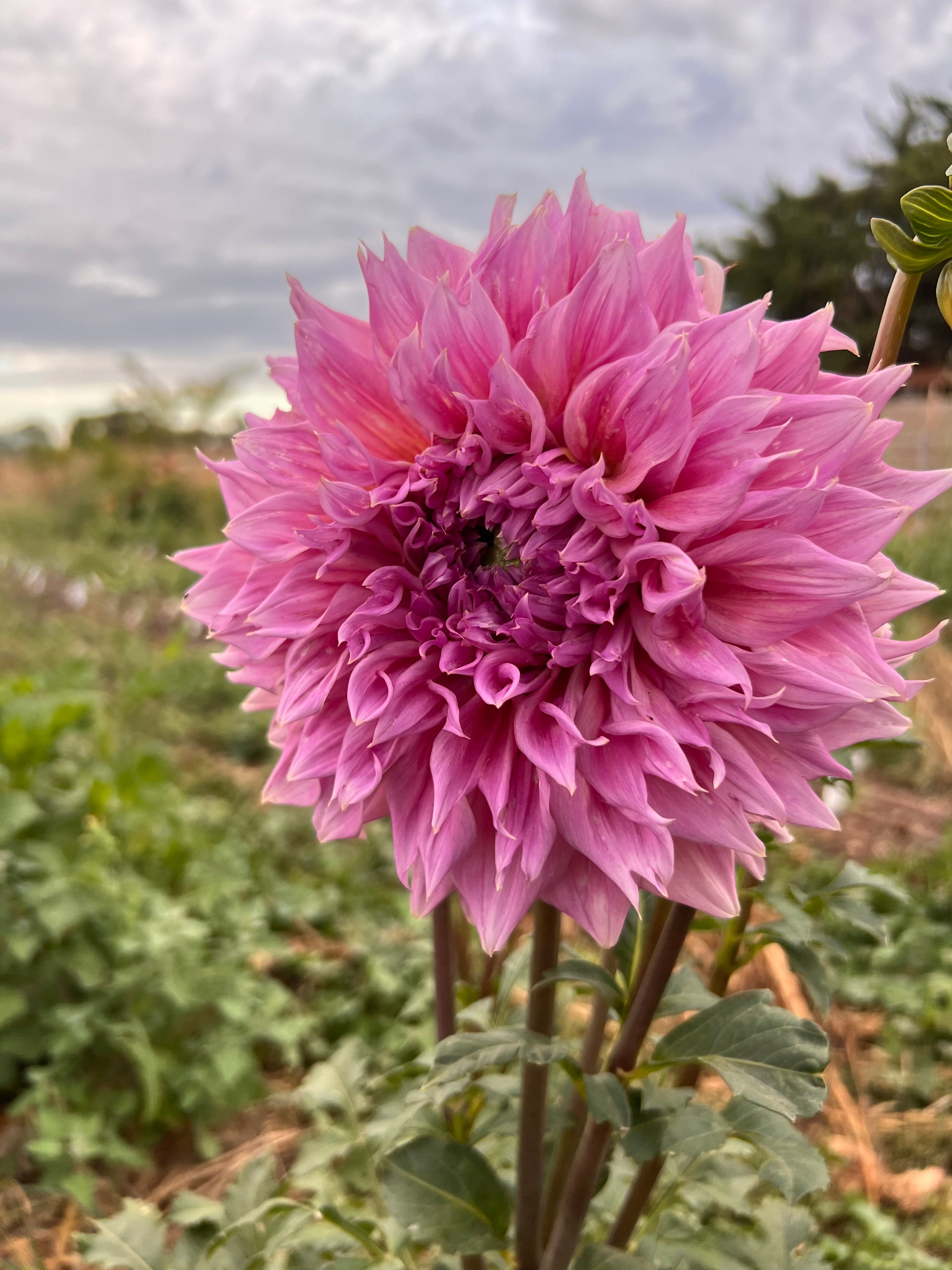 Formby Monarch – The Olde Creamery