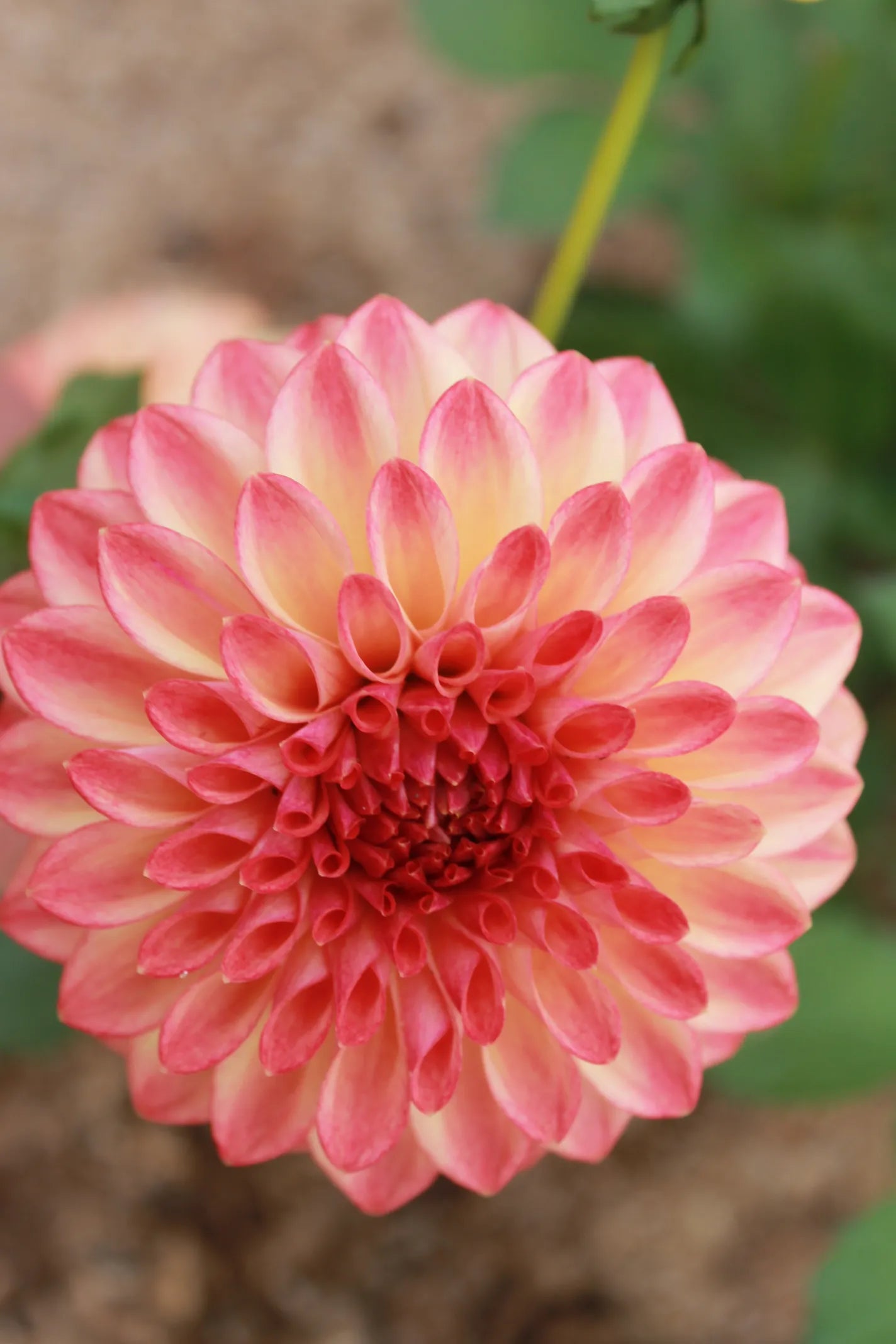 Darbro Highland – The Olde Creamery