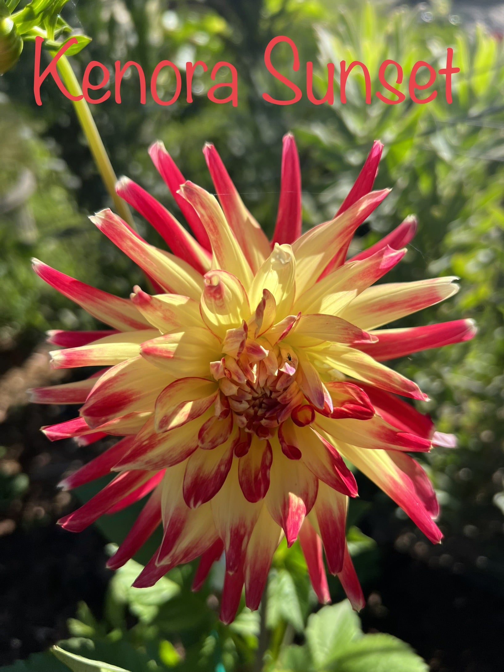 Kenora Sunset – The Olde Creamery