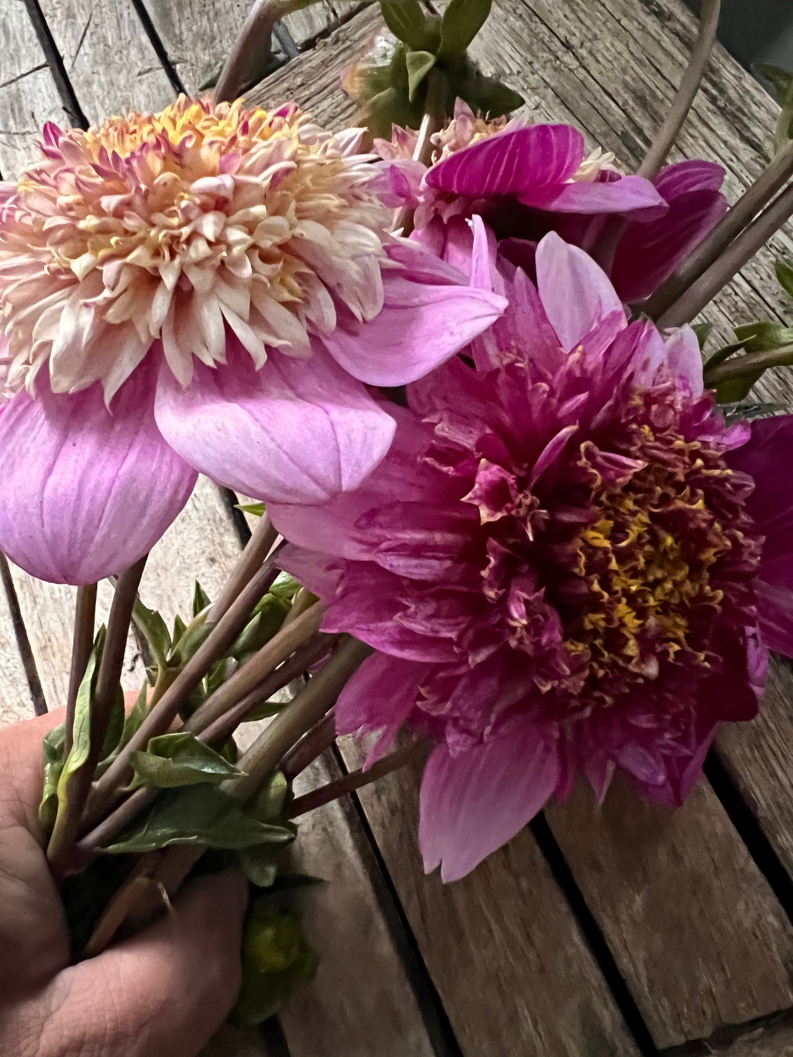 Mewling – The Olde Creamery