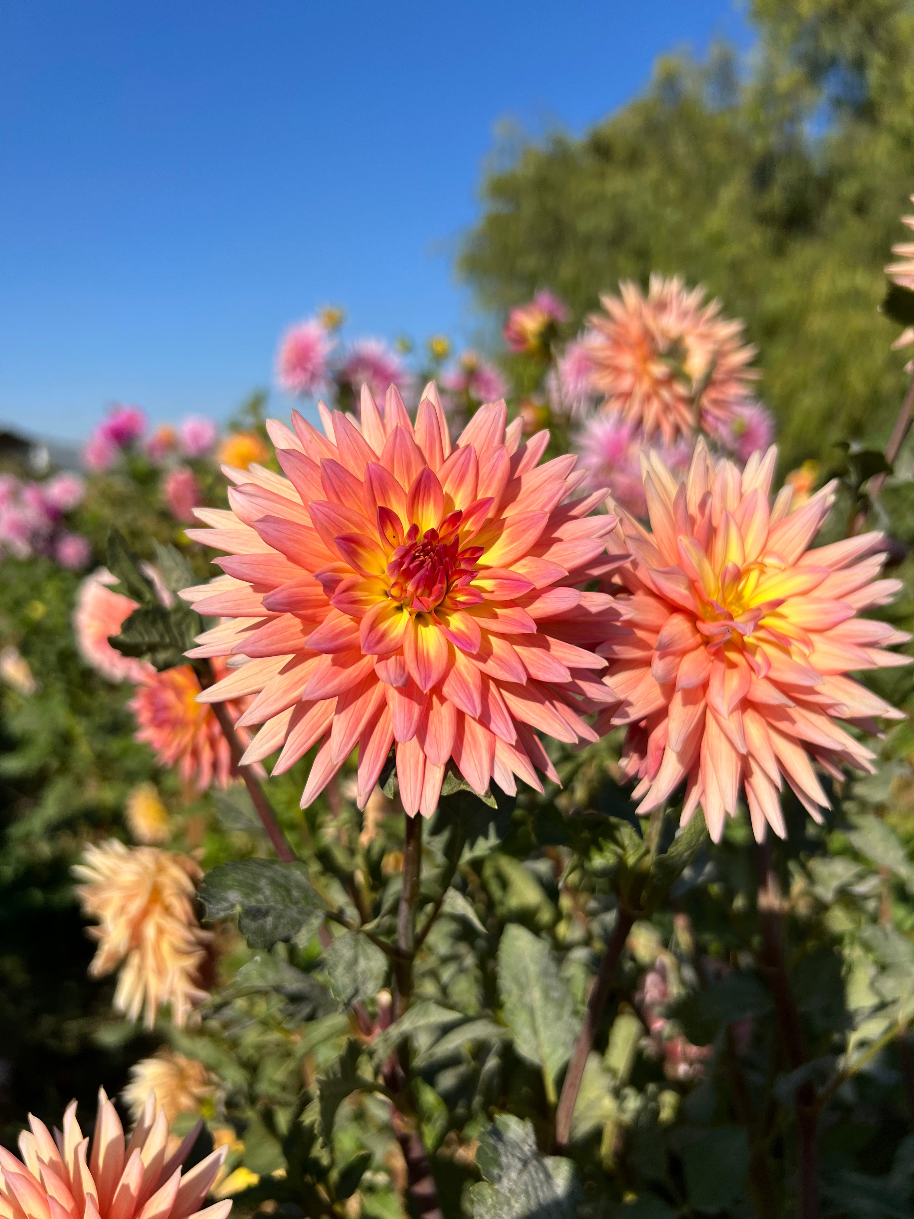 Longwarry Lita – The Olde Creamery