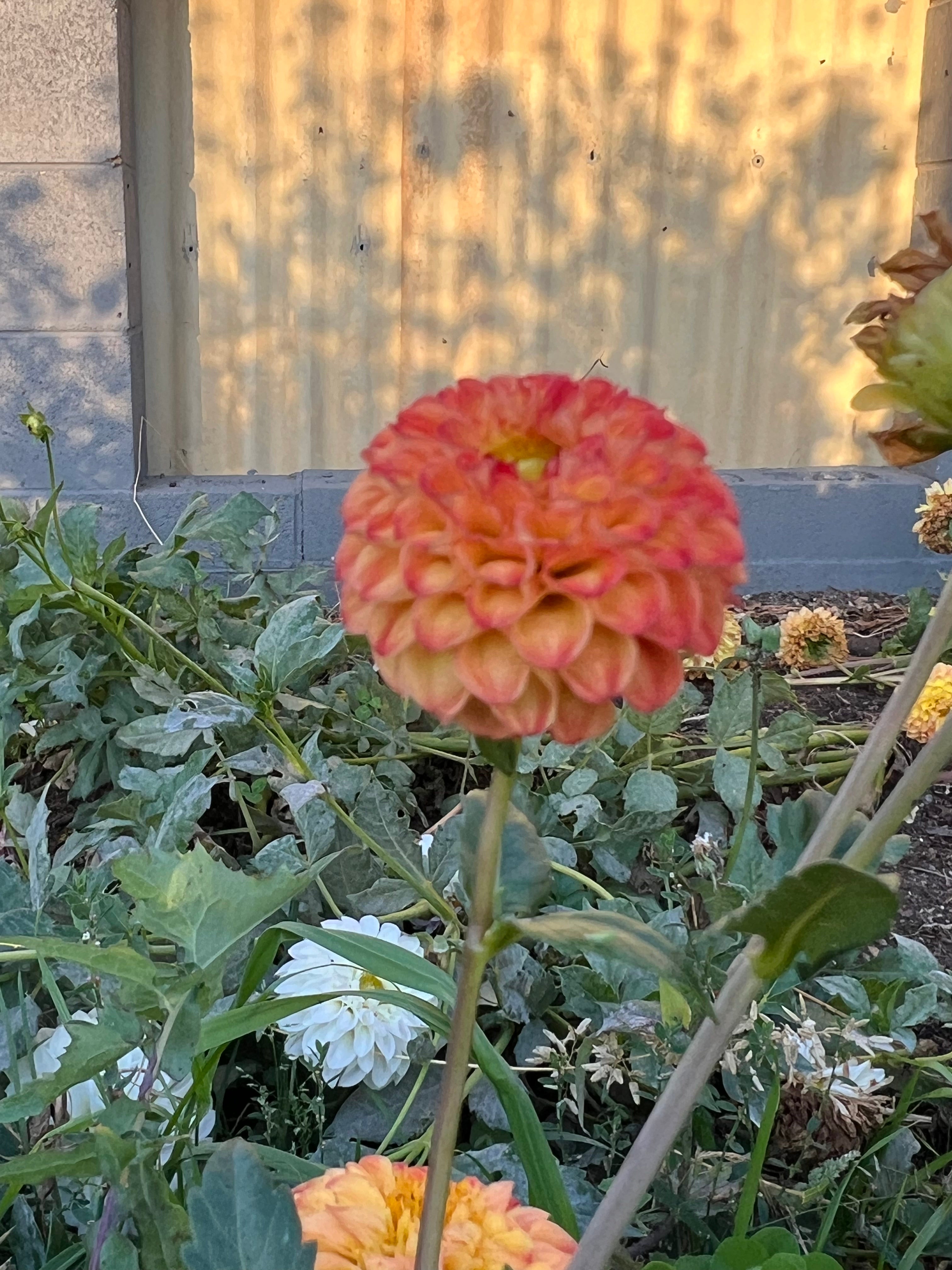 Gail Lane – The Olde Creamery