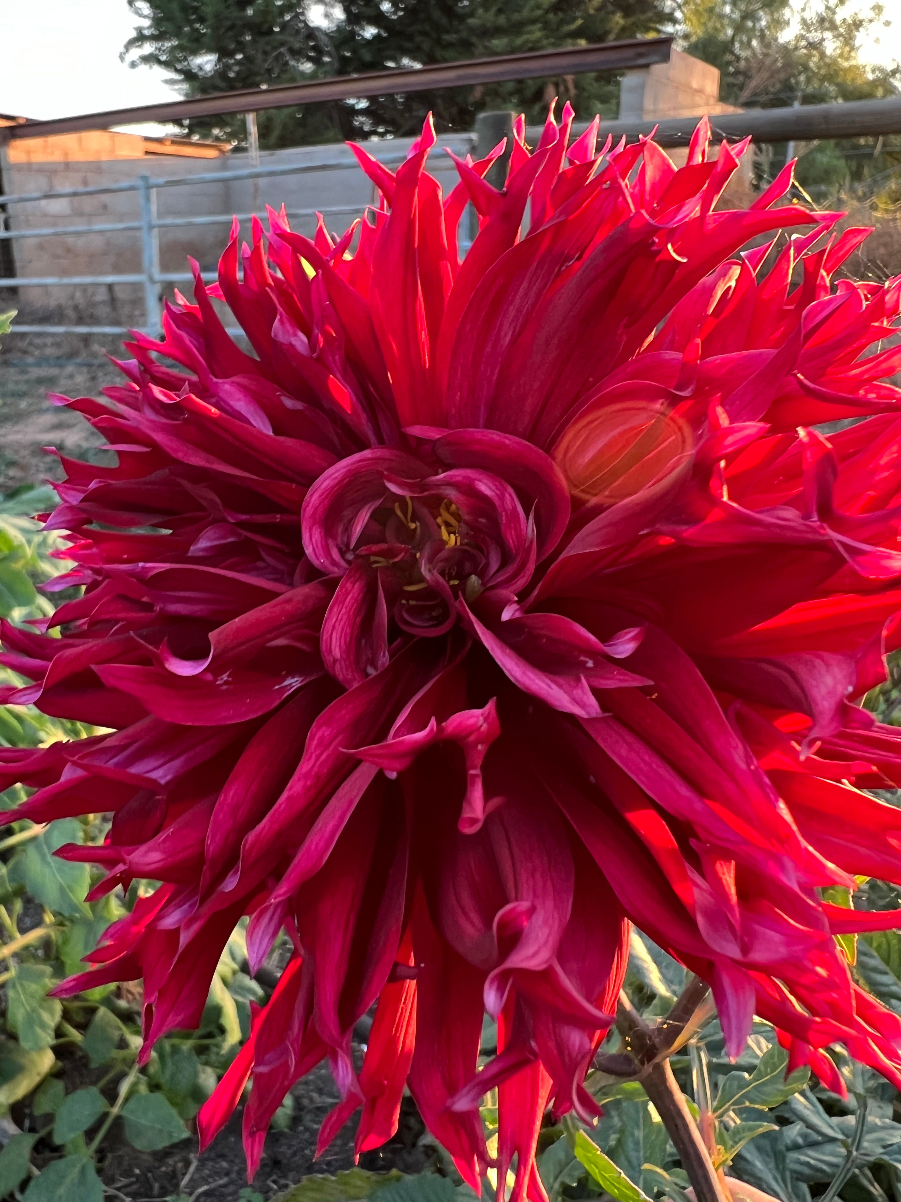 Kenora Macopa B (Black Macopa) – The Olde Creamery