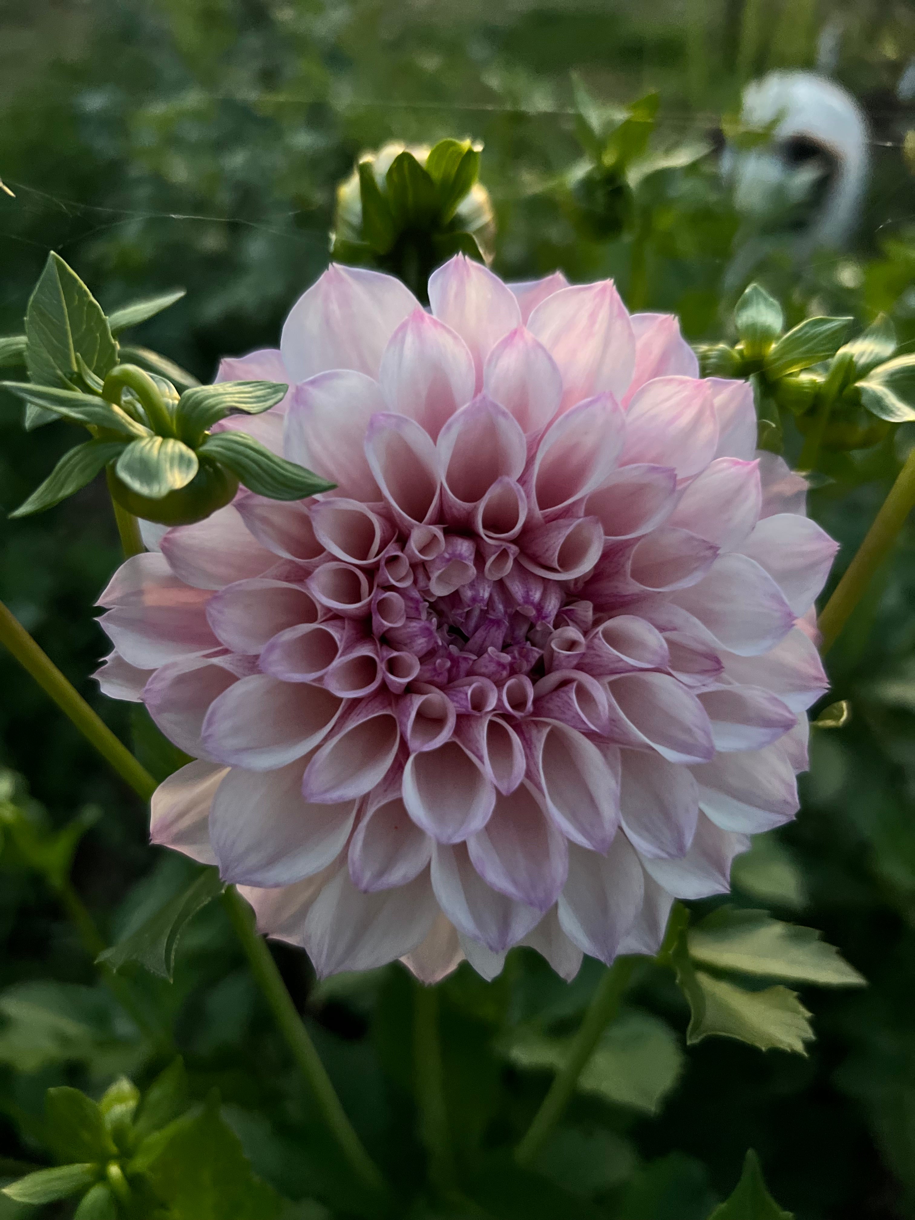 Jeff Bloom – The Olde Creamery