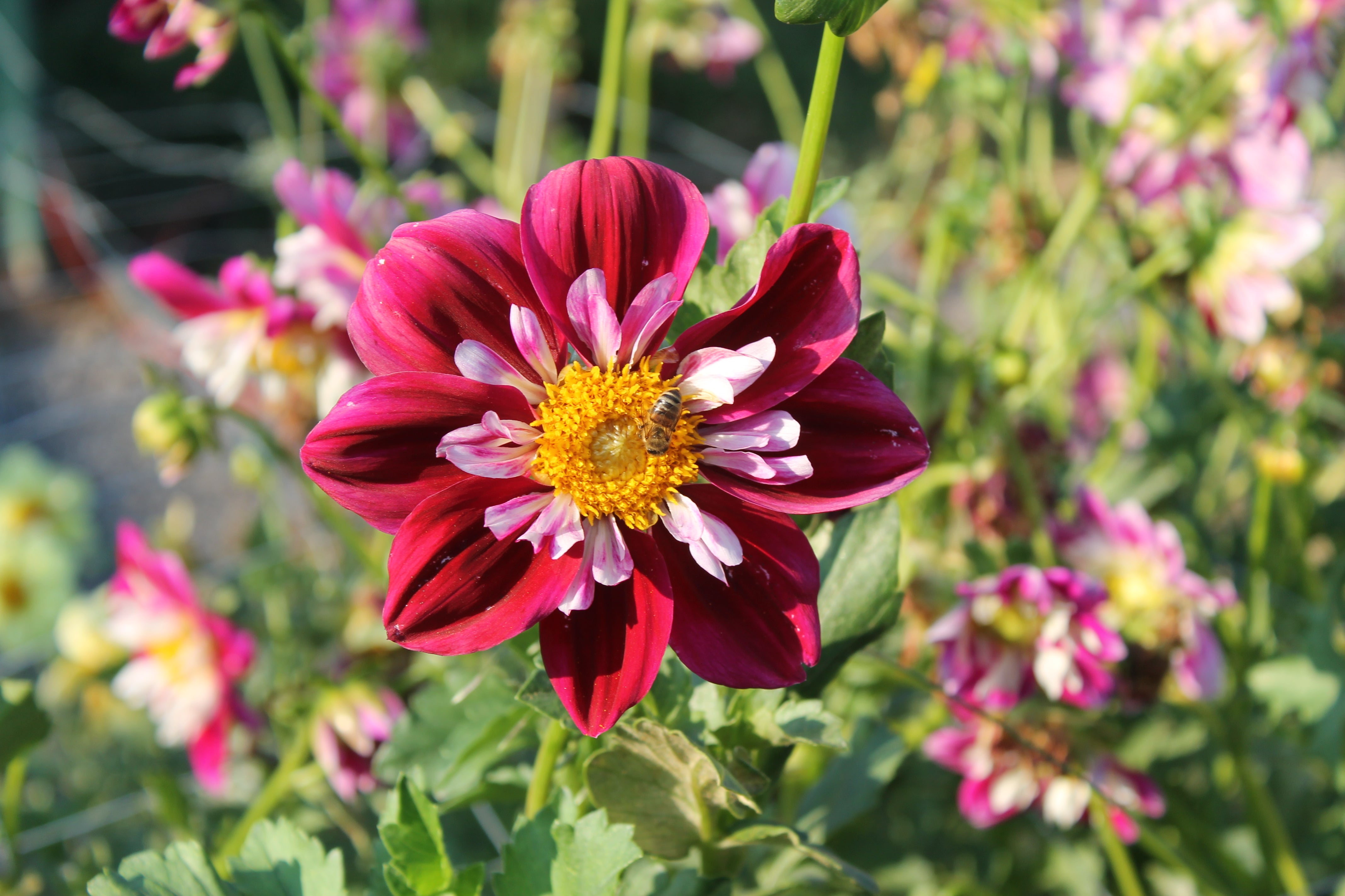 Darbro Maryanne – The Olde Creamery