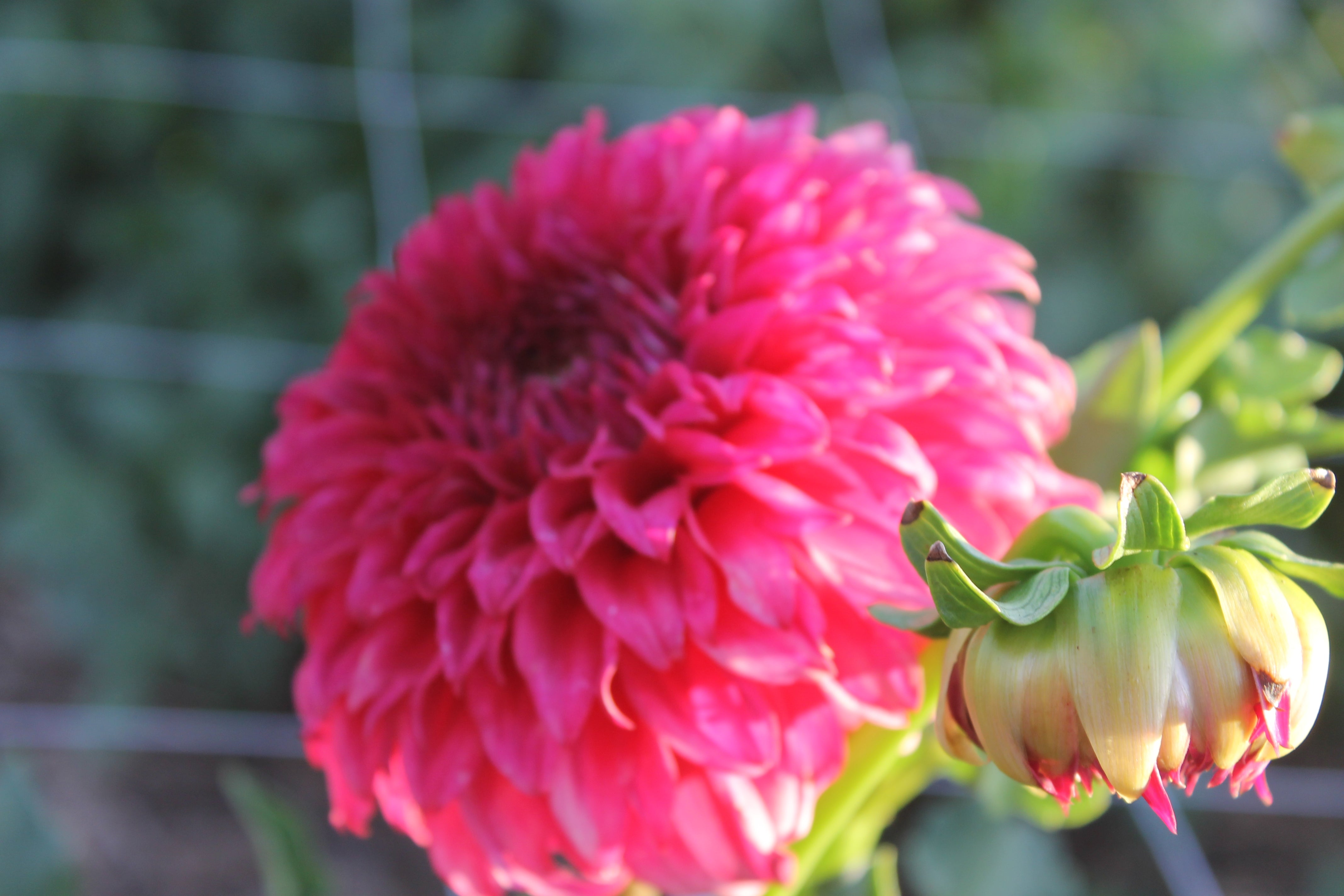 Devon Ruby – The Olde Creamery