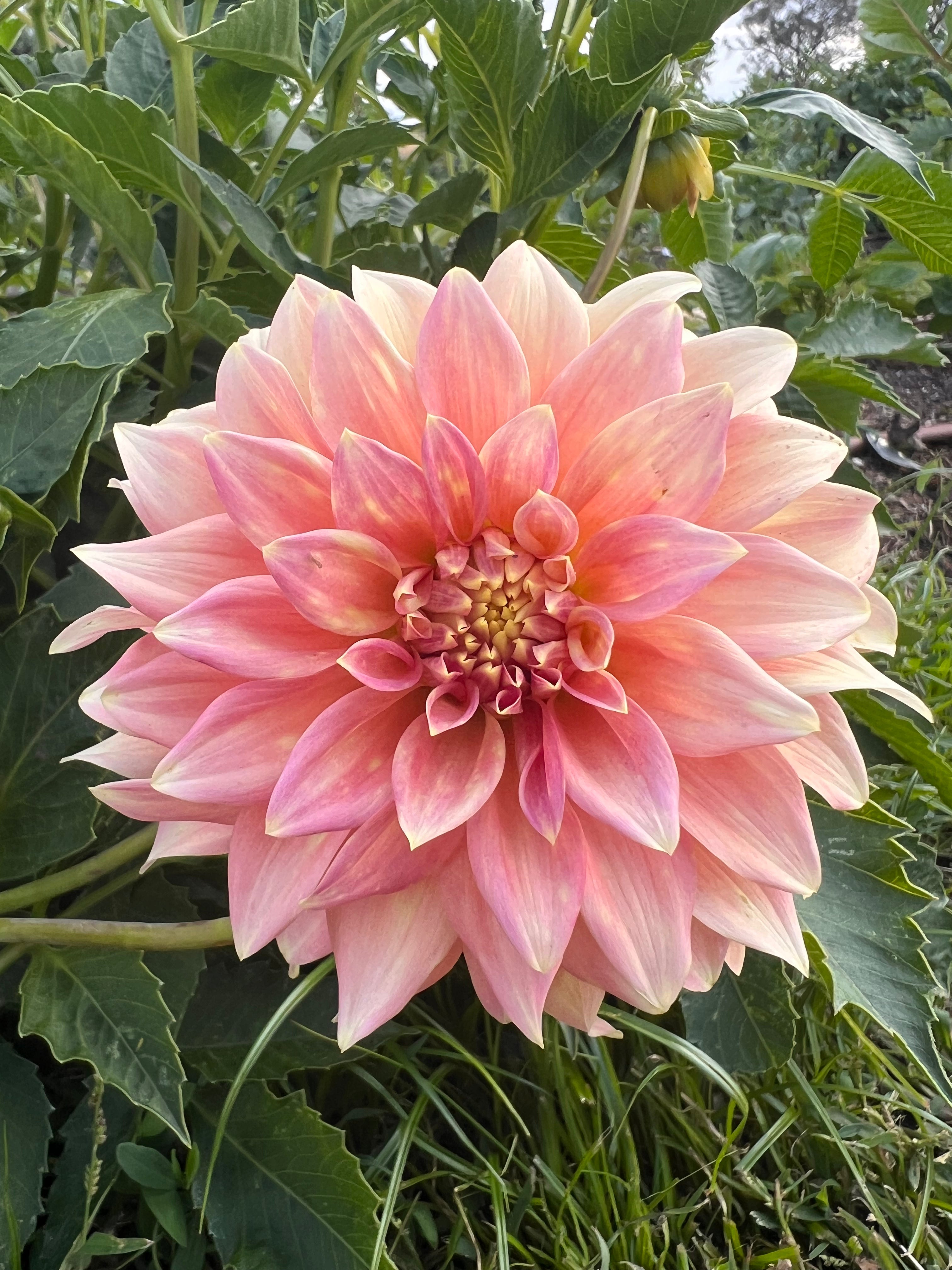 Cliff Salmon – The Olde Creamery