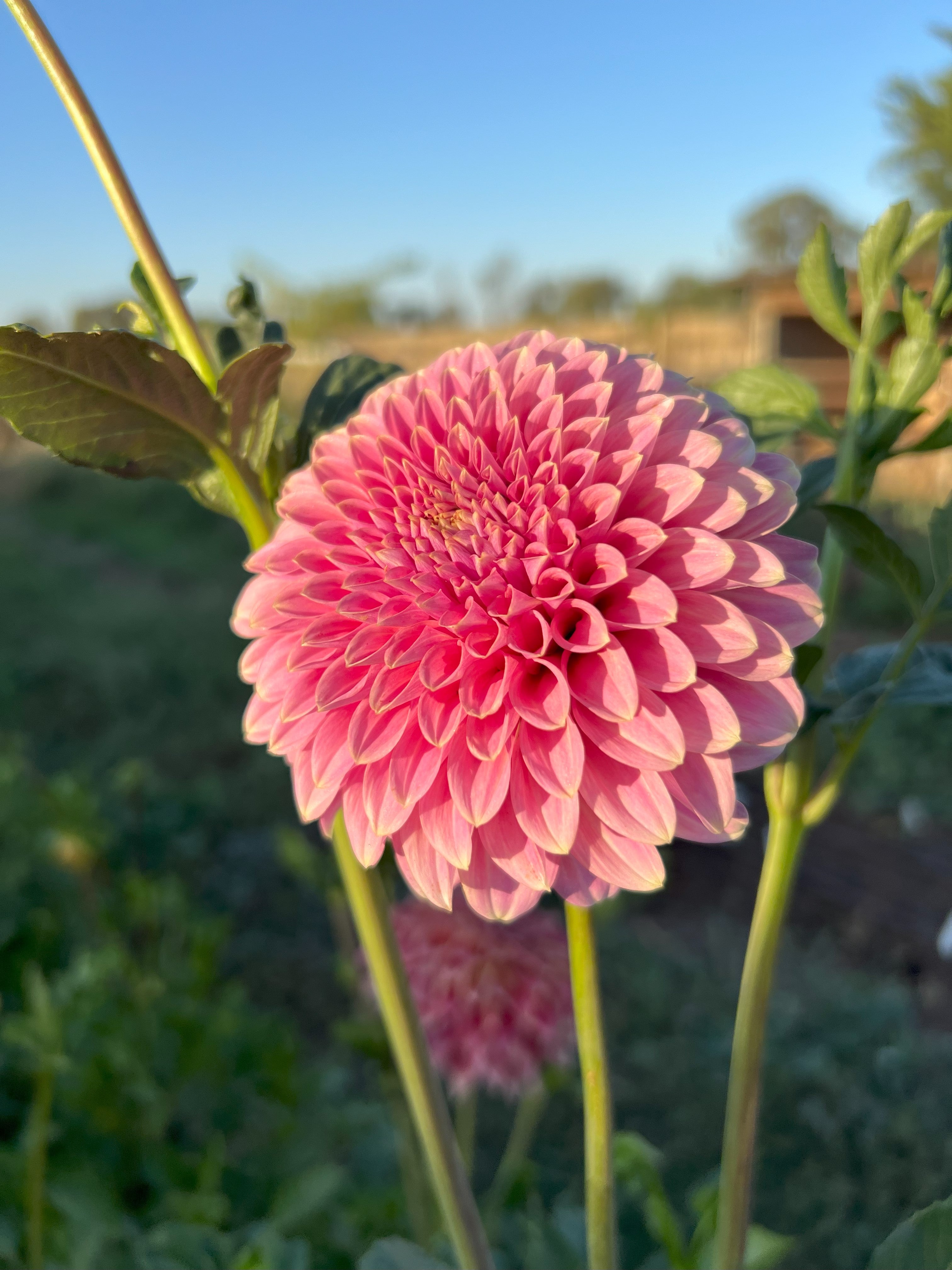 Florelie Oracle – The Olde Creamery