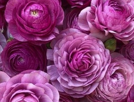 Ranunculus Elegance Malva - Garden Ready Plant – The Olde Creamery
