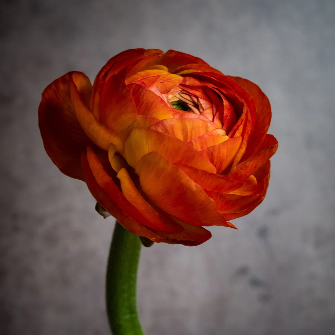 Ranunculus Elegance Cioccolato – The Olde Creamery