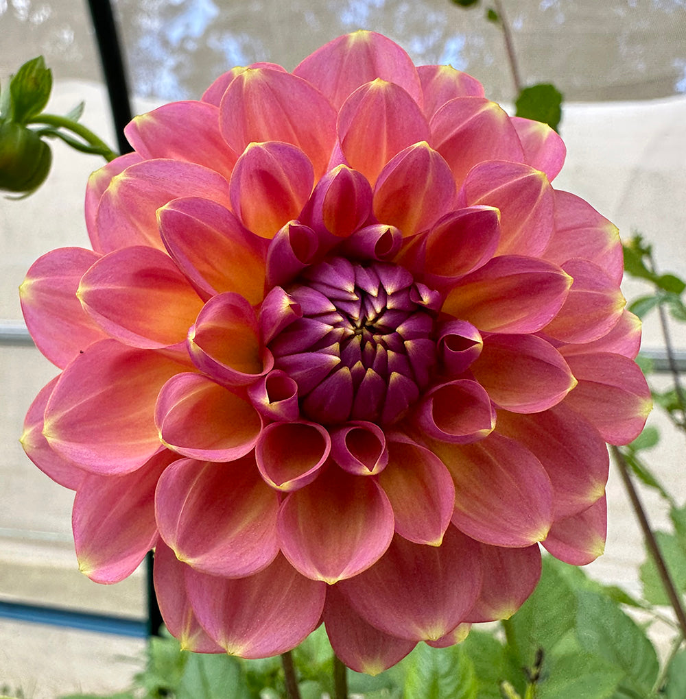 Sunny Rose – The Olde Creamery