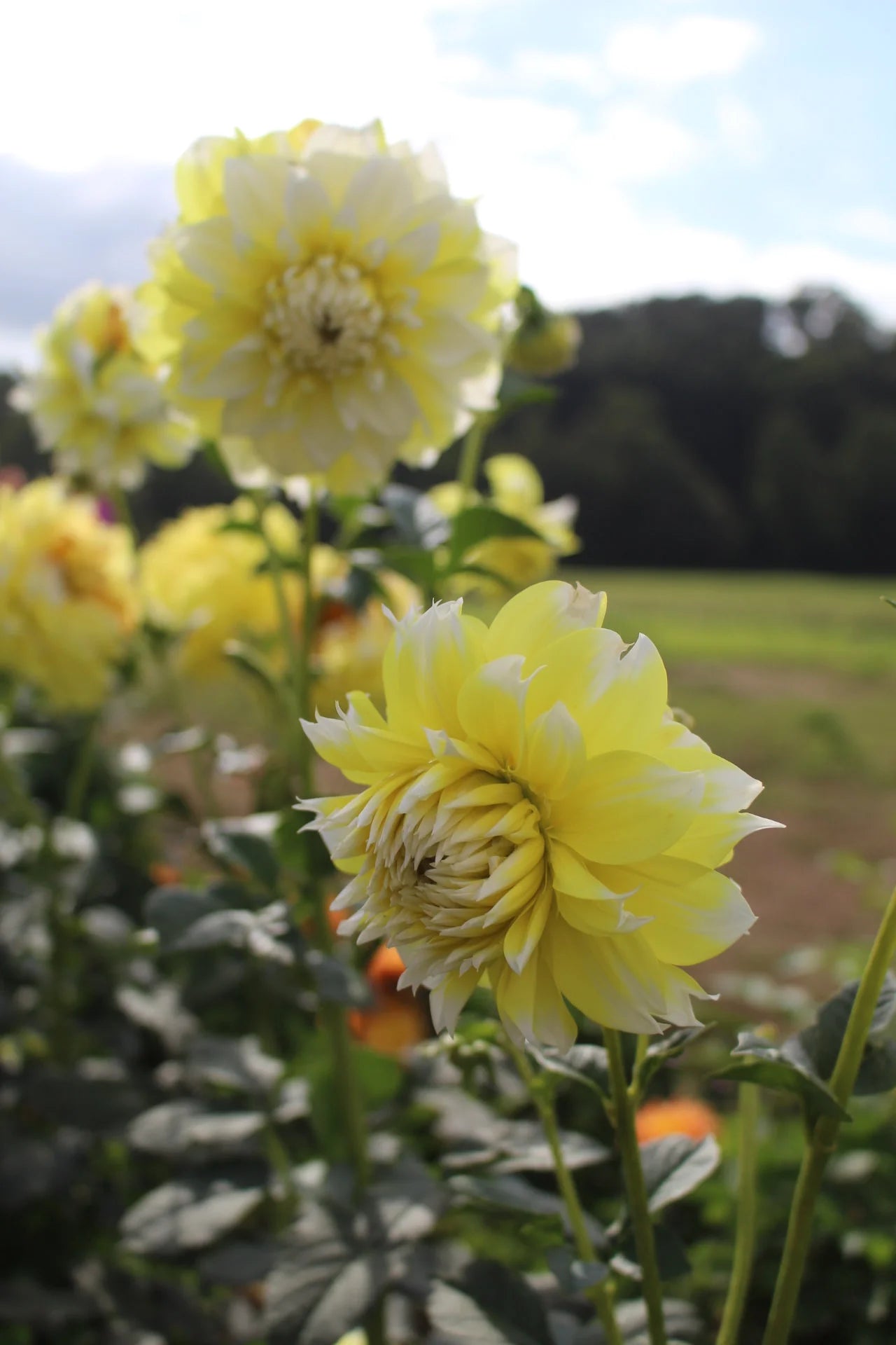 Lemon Snow – The Olde Creamery