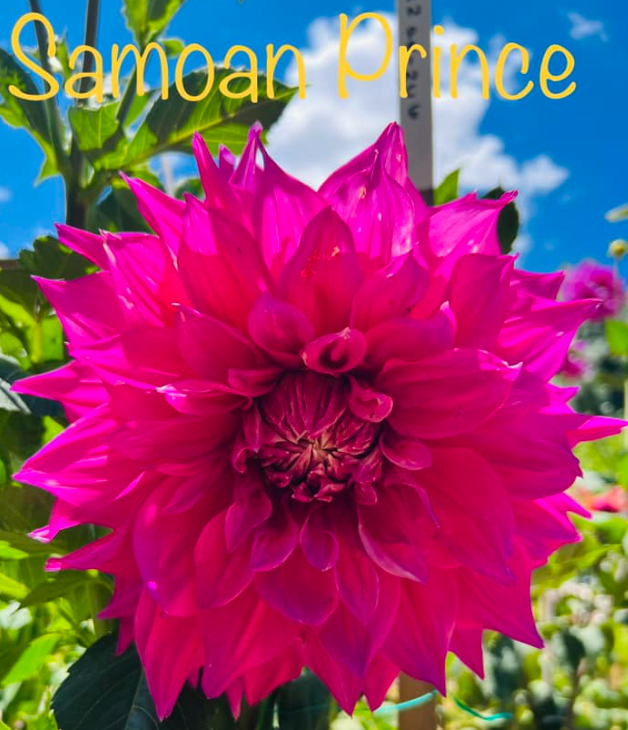 Samoan Prince – The Olde Creamery