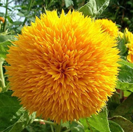 Sunflower - TeddyBear – The Olde Creamery